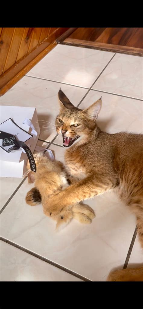 Caracal Hybrid Cat