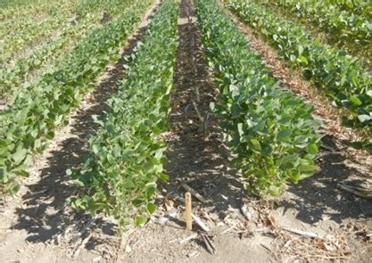 Agri Mek SC Insecticide Product Label Information Syngenta US