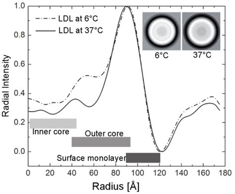 The Overall Intensity Of The Interior Of The LDL Particle Download Scientific Diagram