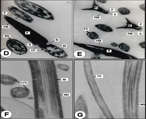 Transmission Electron Micrographs Tem Of The Control D G D A Download Scientific Diagram