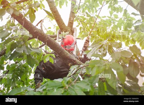 Tree Care Services And Cultivation Arborist Tree Surgeon Cutting Tree