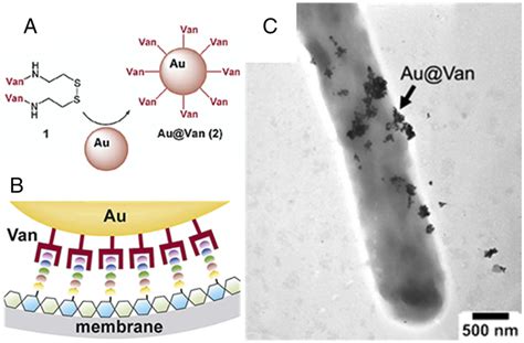 Gold Nanoparticles Displaying Covalently Immobilized Vancomycin A Download Scientific Diagram