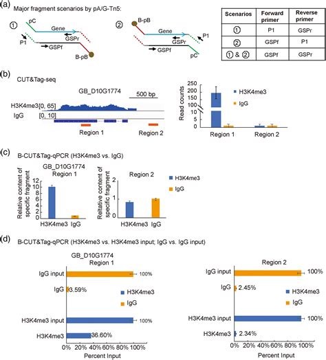 Biotinylated Tn5 Transposase‐mediated Cutandtag Efficiently Profiles