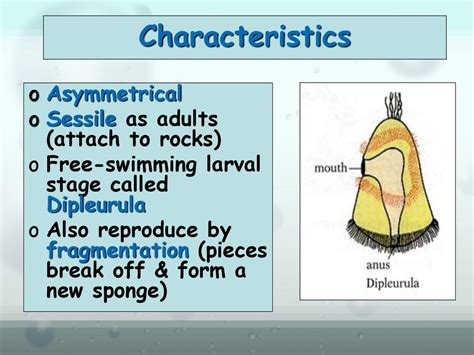Phylum Porifera The Sponges Ppt Download