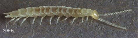 Symphylan Identification