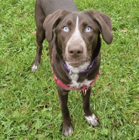 German Shorthaired Pointer Husky Mix Gsp Owners
