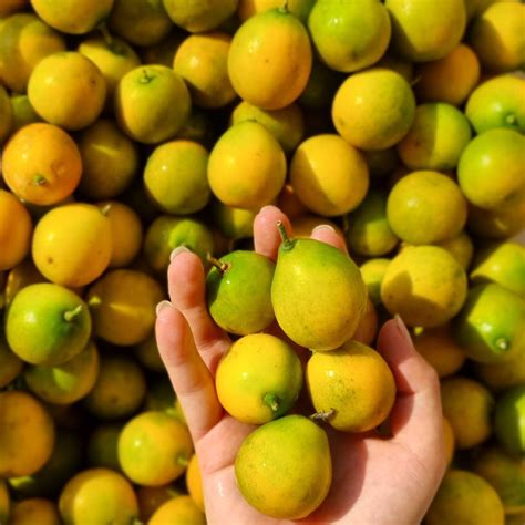 Jual Honey Kimkit 500gr Shopee Indonesia