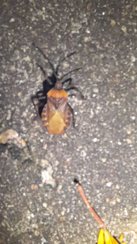 Triatoma Infestans Brazil Nortwest Rwhatsthisbug