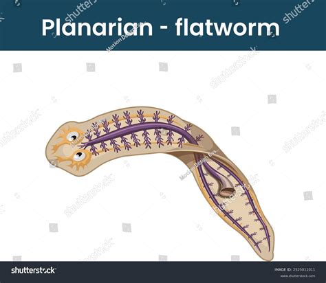 Planarian Diagram
