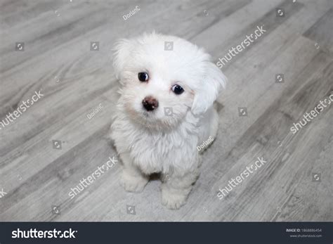 Miniature White Maltese