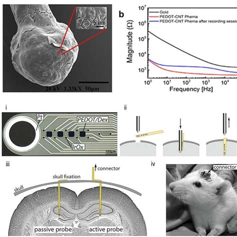 Neural Probes Based On Alternative Pedot Dopants Or Composites A Download Scientific Diagram