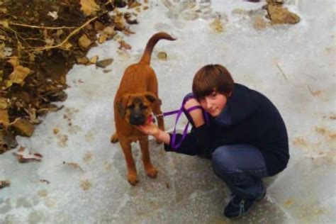 How To Handle Euthanizing A Pet One Healing Process In Grief Or In