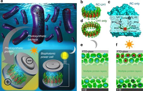 Photosynthetic Proteins Charge Separation And Cell Architecture A