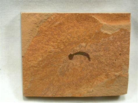 Lobopod Fossil Cf Hallucigenia Lobopod Fossil Cf Hallucigenia