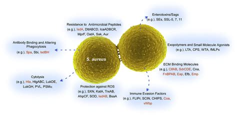 Staphylococcus Aureus Virulence Molecules Staphylococcus Aureus Can Download Scientific