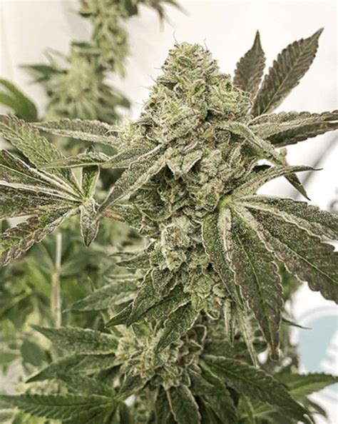 Exotic Slippery Susan Neptune Seed Bank