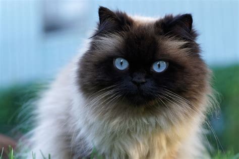 Violette Kittens Cats Sweet Animals Cute Kittens Candy Gatos