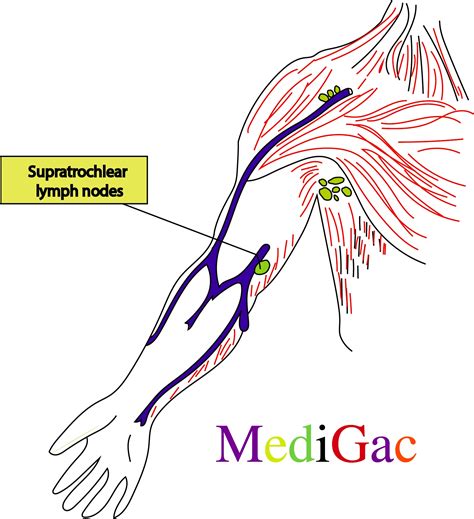 What Are The Lymph Nodes Of The Upper Limb Medigac
