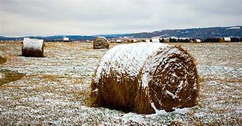 Giant Frosted Mini Wheats Imgur