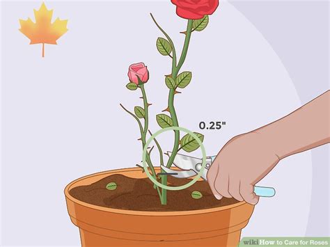 4 Ways To Care For Roses WikiHow 4 Ways To Care For Roses WikiHow