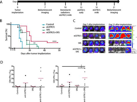 Agonist Anti Gitr Monoclonal Antibody And Stereotactic Radiation Induce Immune Mediated Survival