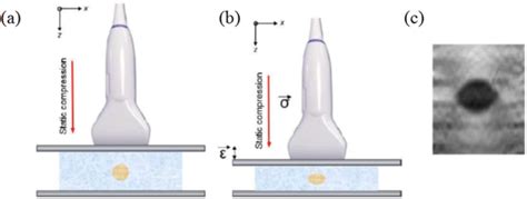 3 Static Elastography Principle An Axial Stress σ Is Applied On The Download Scientific