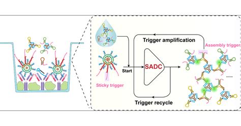 A Dual Recognition Fluorescence Enzyme Linked Immunosorbent Assay For Specific Detection Of