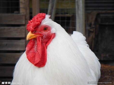鸡摄影图 家禽家畜 生物世界 摄影图库 昵图网