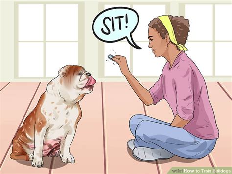 How To Train Bulldogs 12 Steps With Pictures Wikihow