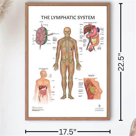 Anatomy Lab 2 Pack Muscular System And Lymphatic System Human India Ubuy