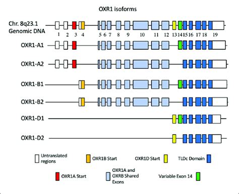 Human Oxr1 Isoforms White Boxes Depict Non Coding Exons Or Exon