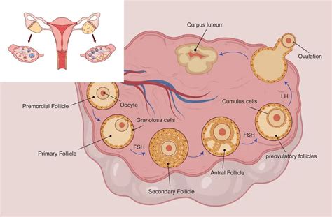 Follicle Size Egg Size And Ovulation A Day By Day Guide For Iui