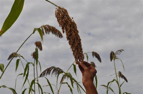 100 Foxtail Millet Setaria Macrocheata Ornamental Grass Flower Seeds Seedville Usa
