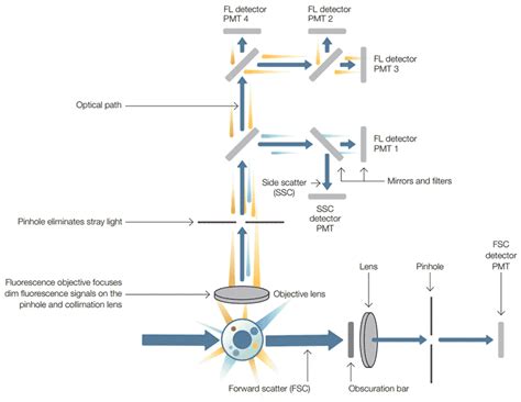Optics And Detection Flow Cytometry Guide Bio Rad