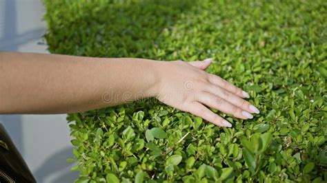 Adult Hispanic Woman Touches Green Shrub In A Sunny Outdoor Park