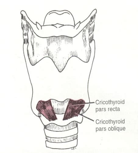 Larynx Model Intrinsic Muscles And Ligaments Flashcards Quizlet