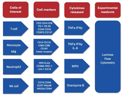 Immunophenotyping Cellomatics Biosciences