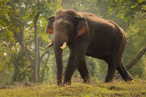 Asian Elephant Bull Francis J Taylor Photography
