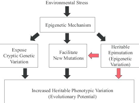 Three Different Ways In Which Epigenetic Modification Can Increase