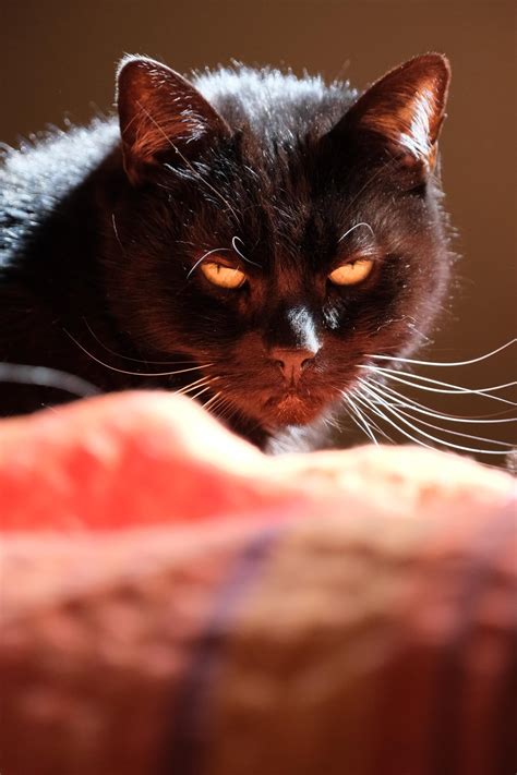 Dont Worry My Void Is Not As Evil As She Looks Rblackcats