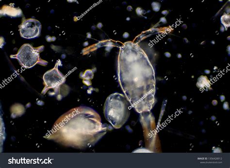 Real Life Plankton