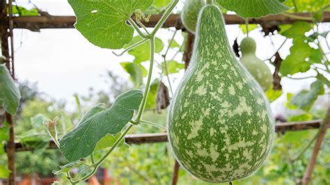 [100 ] Bottle Gourd Wallpapers
