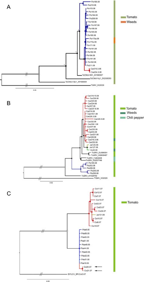 Bayesian 50 Majority Rule Consensus Tree Based On The Complete Dna A Download Scientific