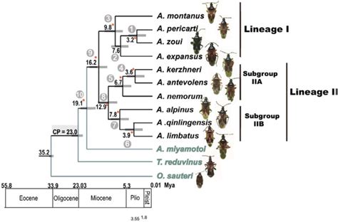 phylogentic trees using different analytical methods mp and bayesian