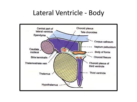 Lateral Ventricle Drksravi