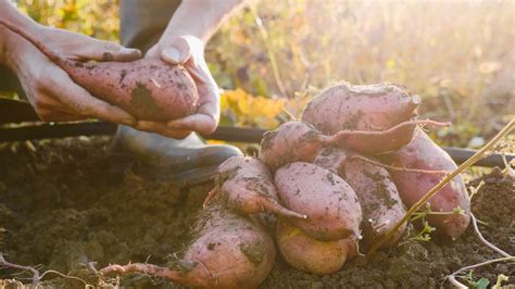 El Cultivo De Batata Comienza La Batata Un Cultivo De Futuro Hoy