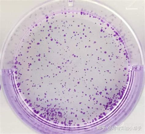 基础的细胞实验都有哪些呢？ 知乎