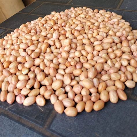 Whole With Skin Tg 17 Chitra Raw Peanut Kernel At ₹ 130kg In Bengaluru