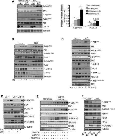 Grb10 Promotes Lipolysis And Thermogenesis By Phosphorylation Dependent