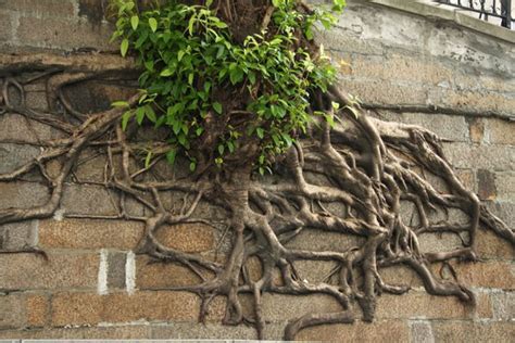 18 Tree Roots Winning The Fight Against Concrete